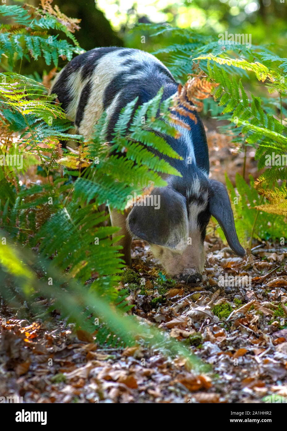 pannage pig in the woods let out to roam free to eat the acorns ...
