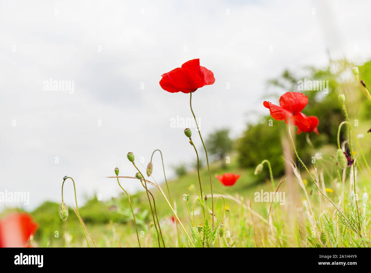 Red poppy flower on the field, symbol for Remembrance Day with copy ...