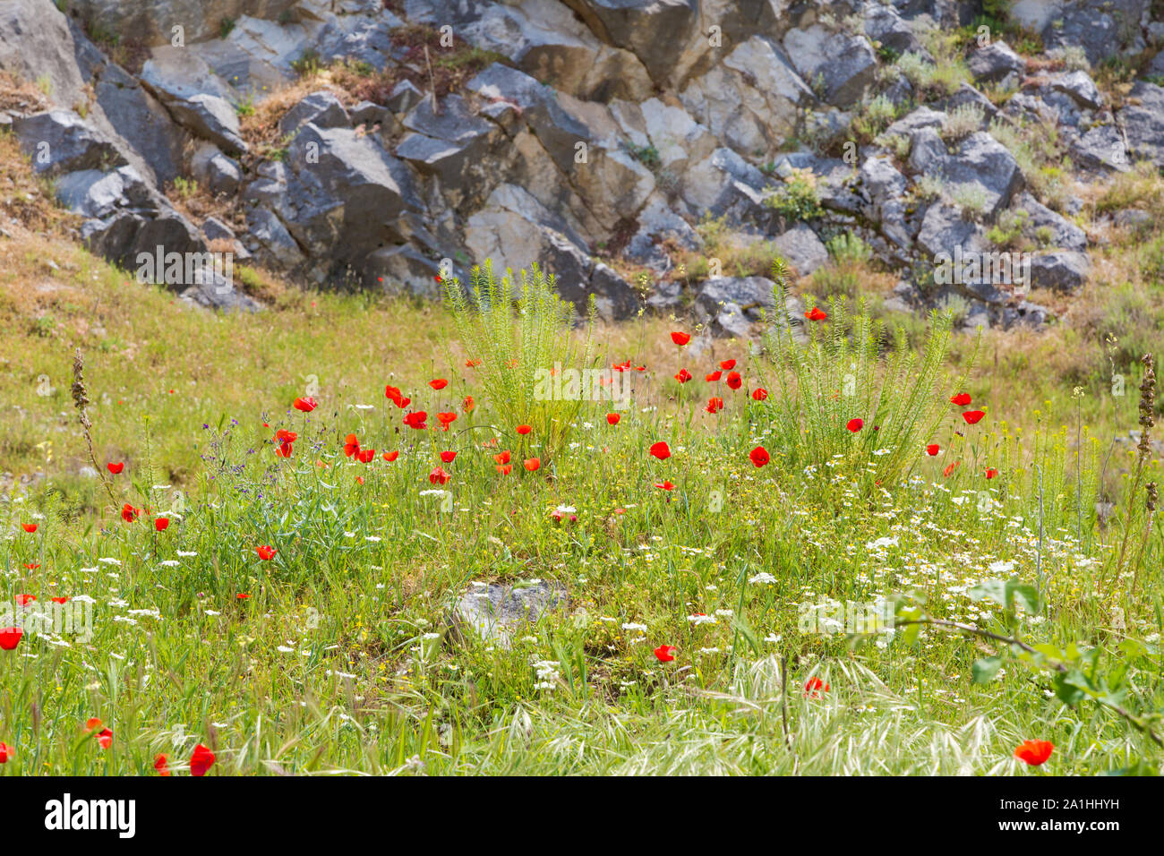 Red poppy flowers on the field, symbol for Remembrance Day and stone ...