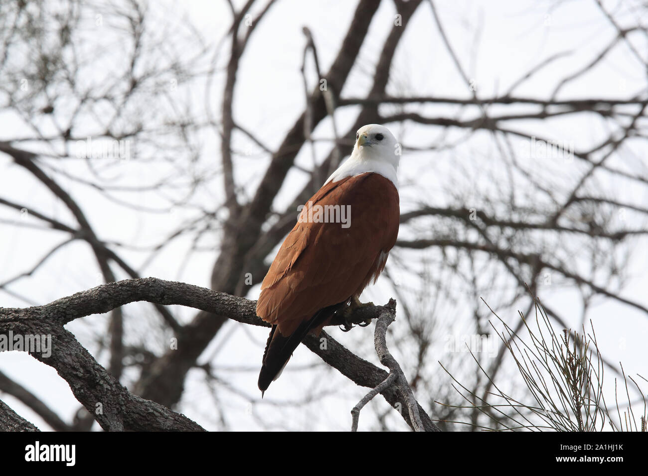 Brahminy Kite (Haliastur indus) Queensland, Australia Stock Photo - Alamy