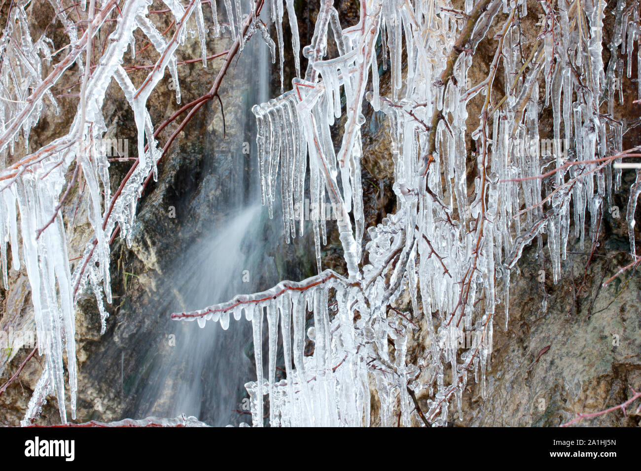 Icicles on a tree branch Stock Photo - Alamy