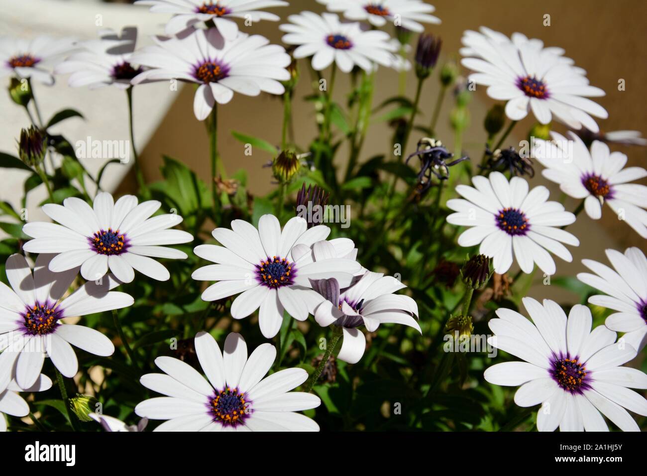 Violet marigold flower hi-res stock photography and images - Alamy