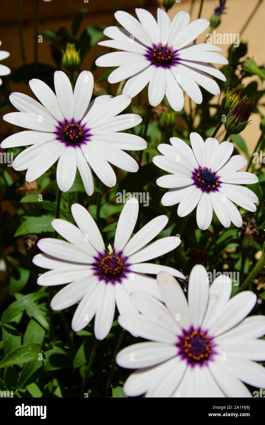 Violet marigold flower hi-res stock photography and images - Alamy