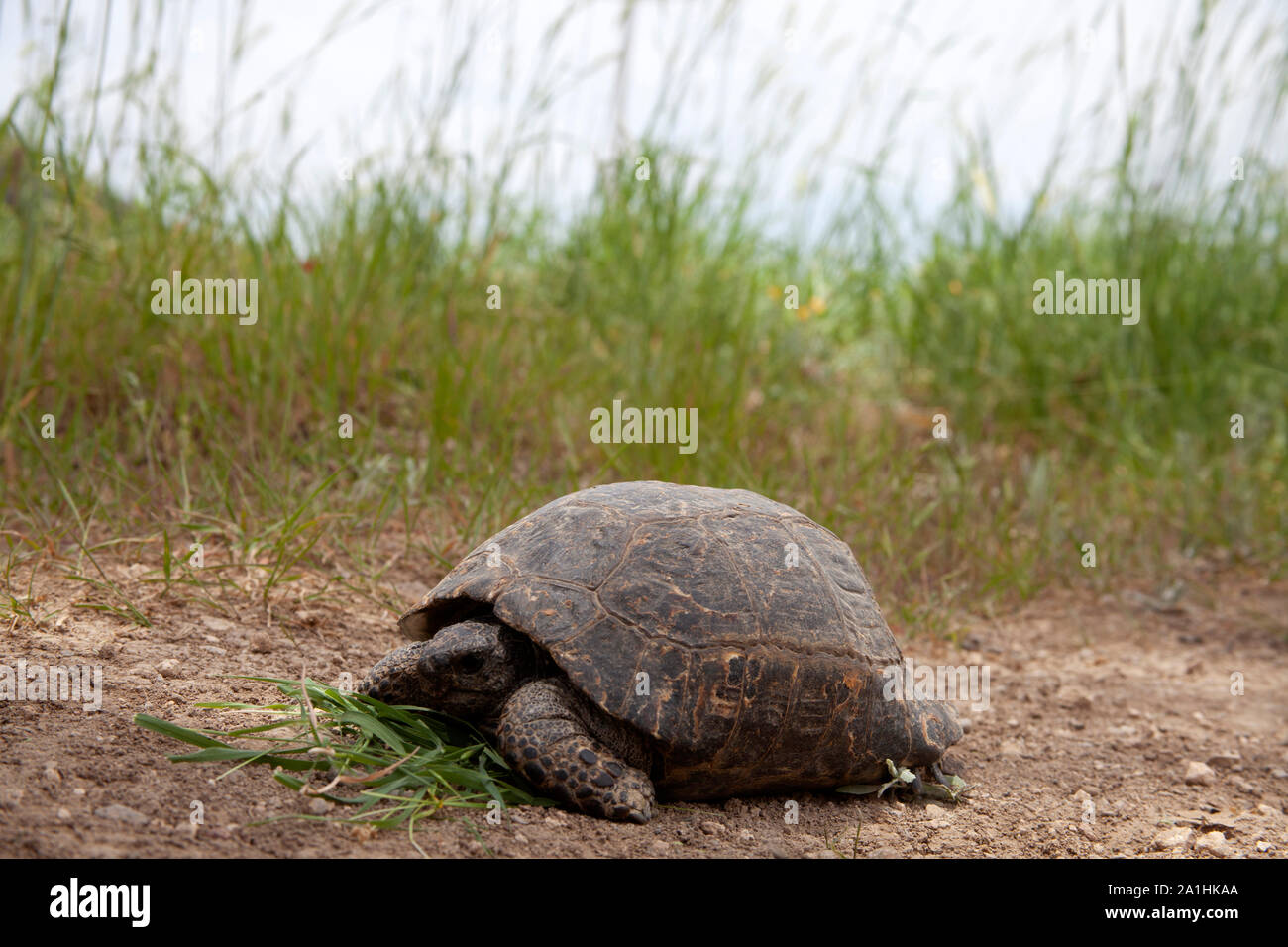 young turtle eats grass background Stock Photo - Alamy