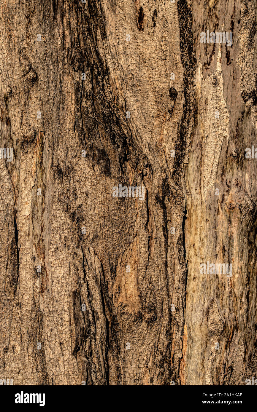 Living texture hi-res stock photography and images - Alamy