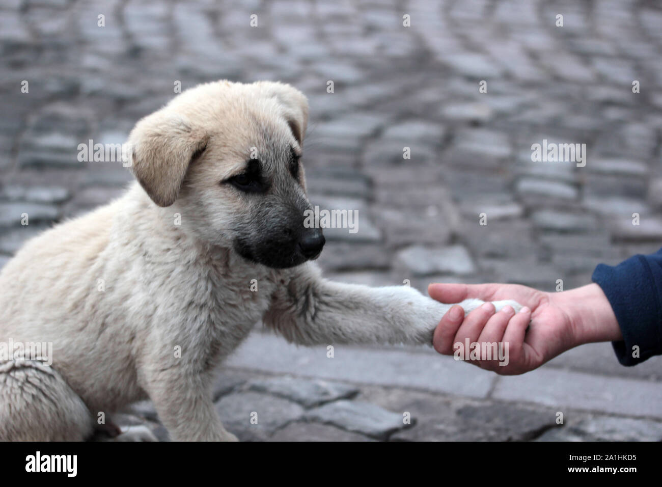 Hand holding a paw of dog. Innocence Stock Photo - Alamy