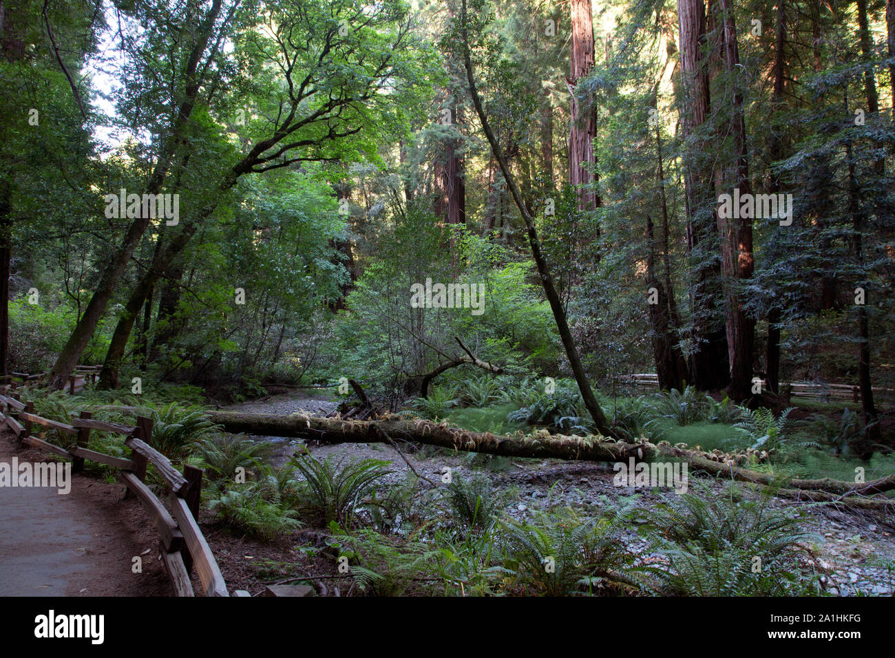 Muir Woods, a National Park Service site named for John Muir in ...