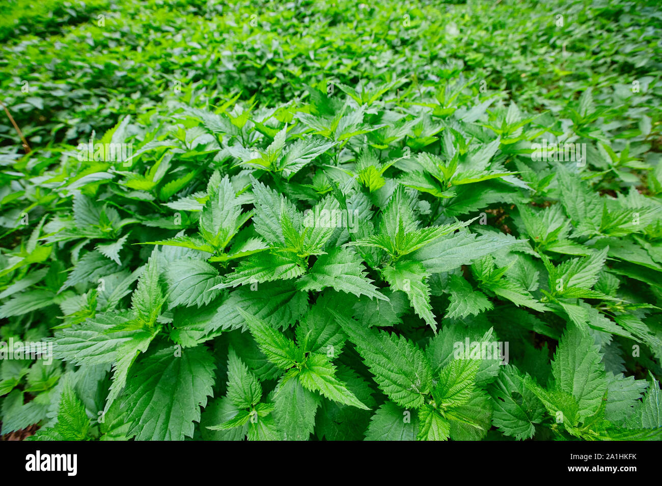 Field of lots stinging nettles Urtica with fresh green leaves Stock ...