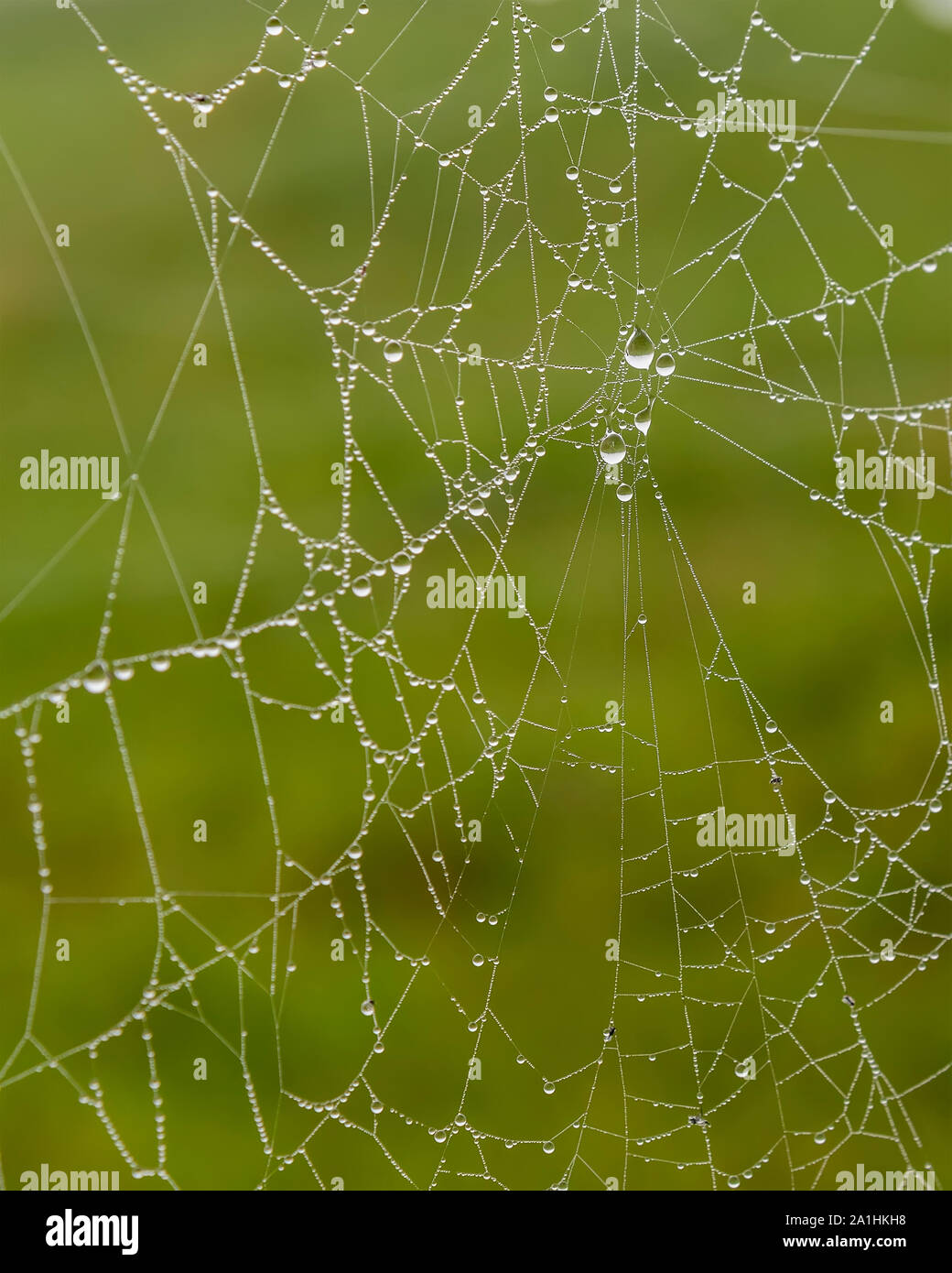 Spider with its web on grassland hi-res stock photography and images ...