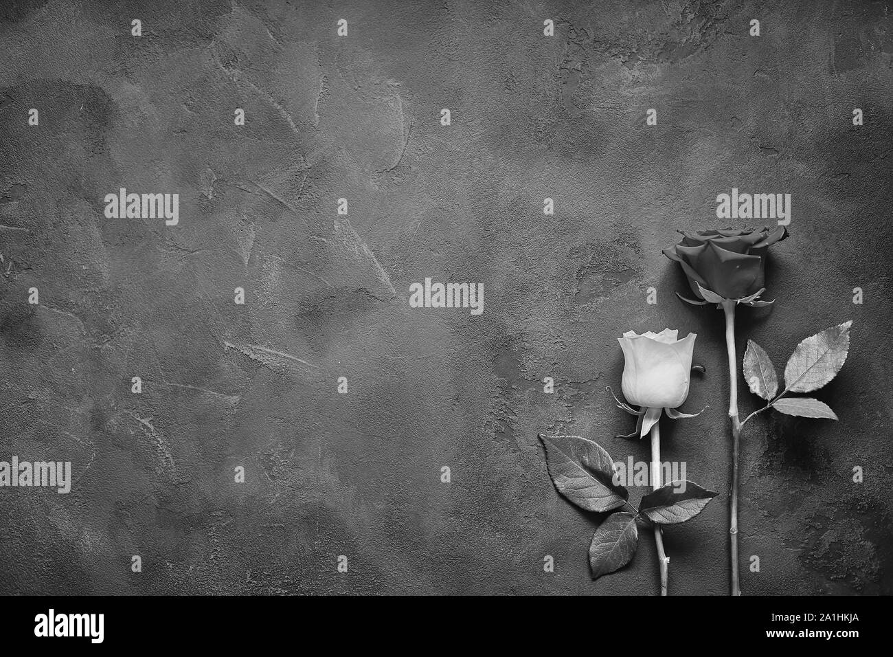 Special anniversary rose Black and White Stock Photos & Images - Alamy