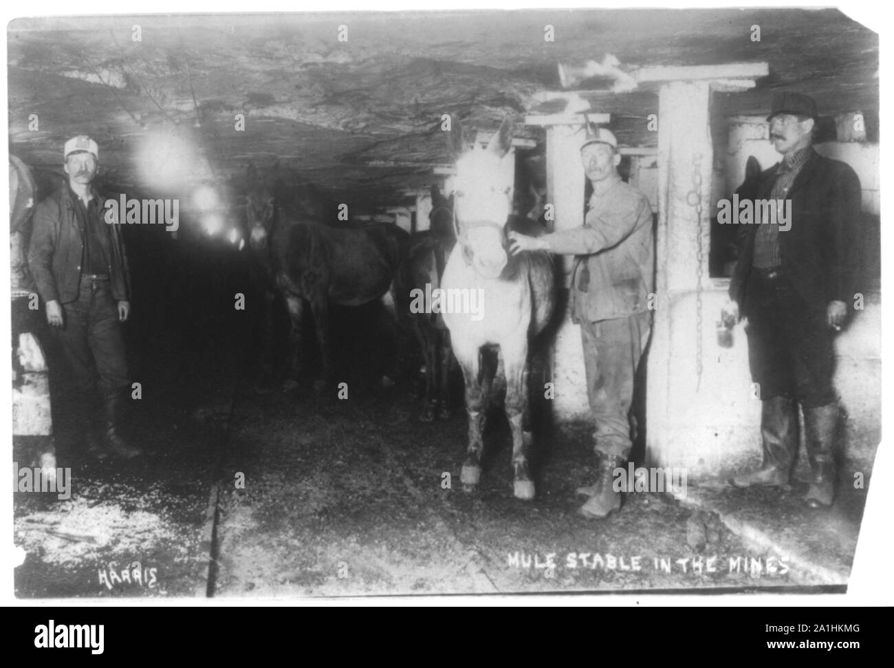 Mule stable hi-res stock photography and images - Alamy