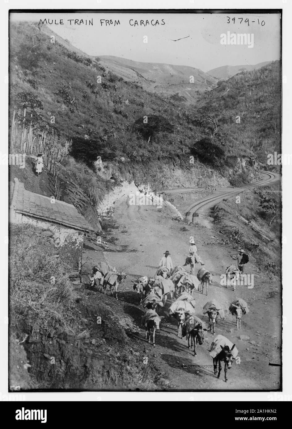 Mule train from Caracas Stock Photo - Alamy