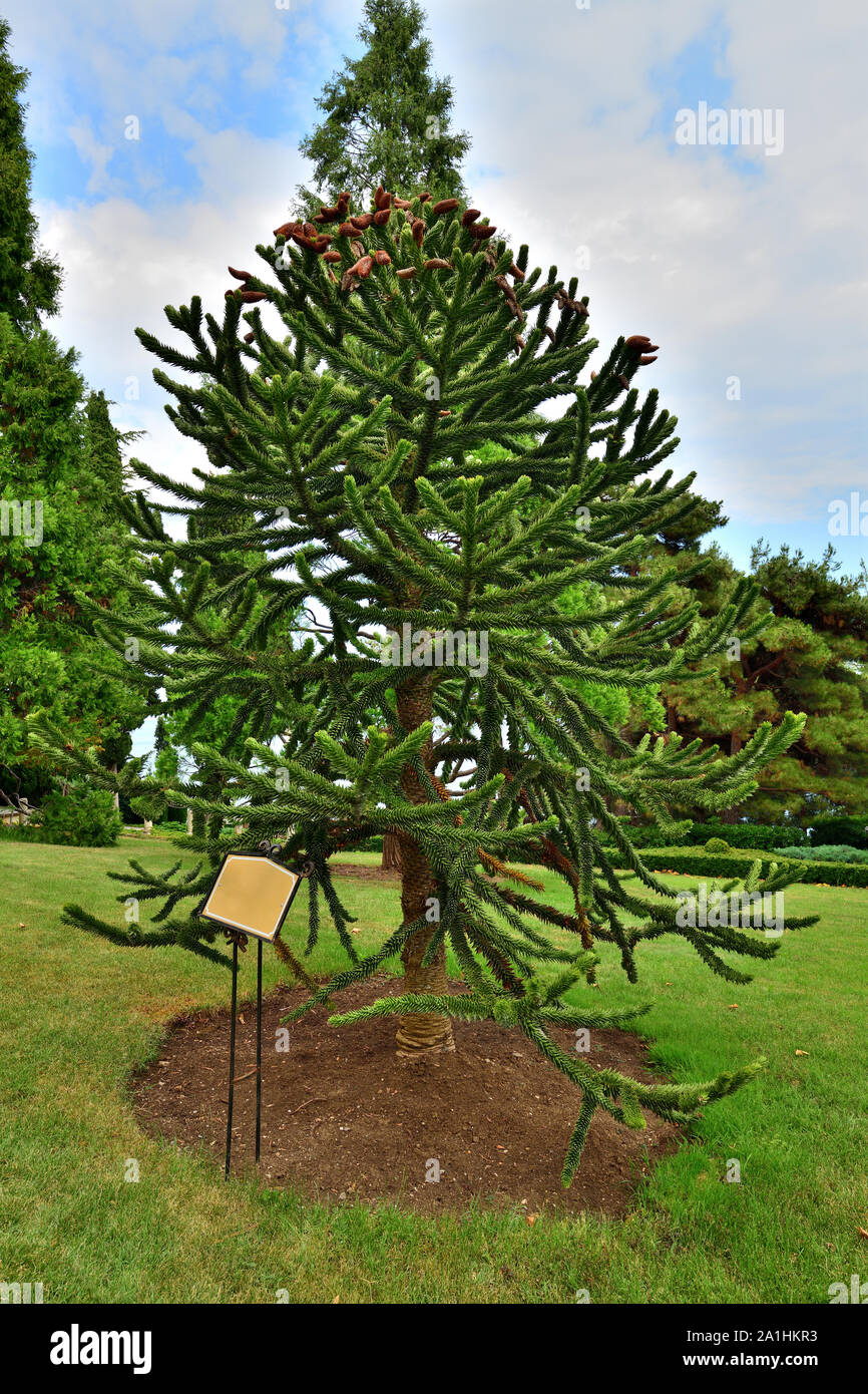 Beautiful Araucaria araucana tree in a summer park Stock Photo - Alamy