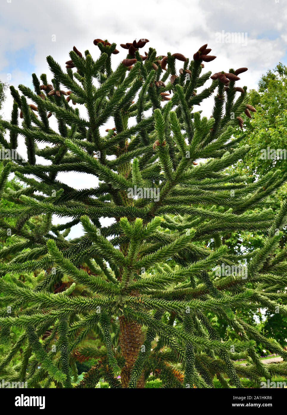 Beautiful Araucaria araucana tree in a summer park Stock Photo - Alamy
