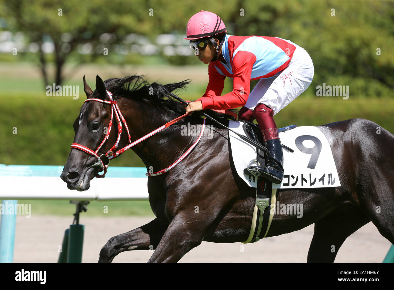 Contrail horse hi-res stock photography and images - Alamy