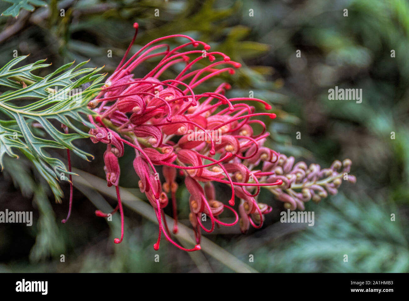 Red grevillea hi-res stock photography and images - Alamy