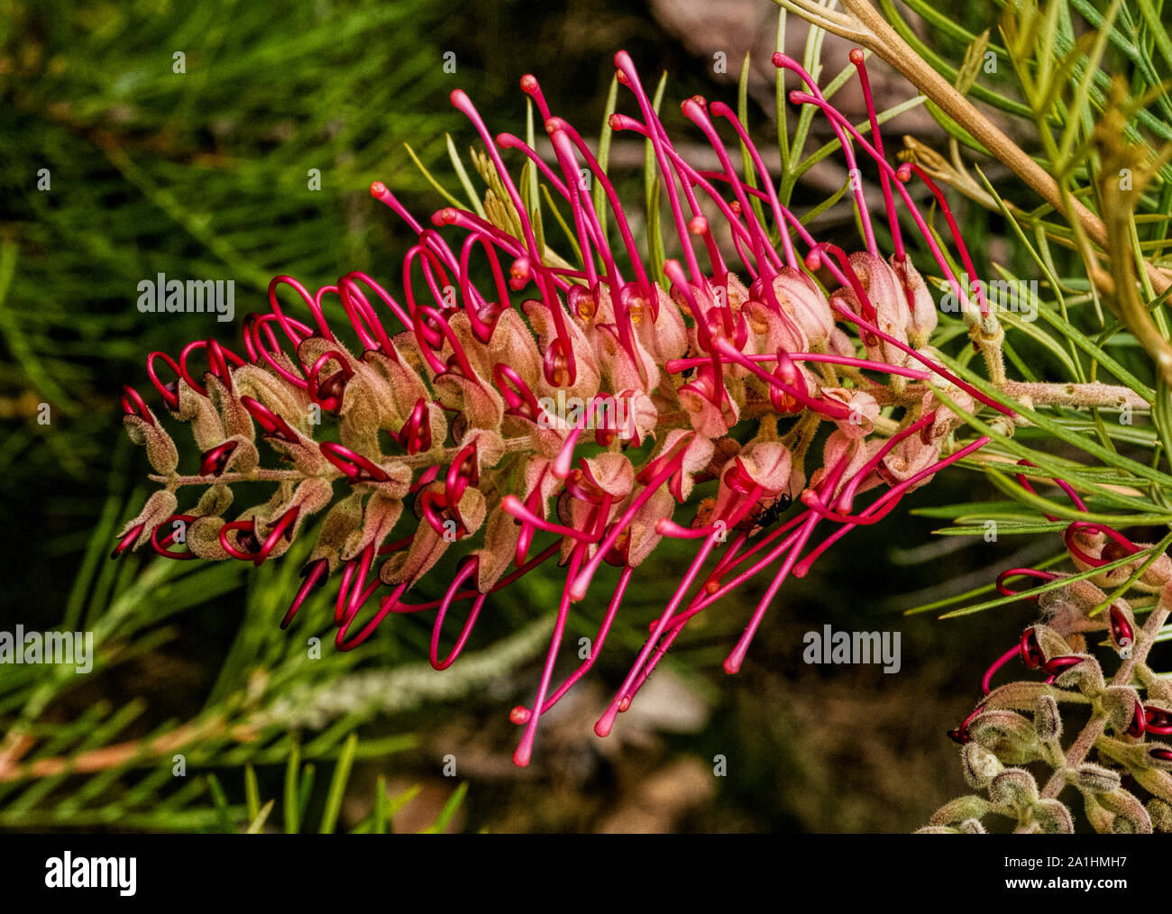 Australian Grevillea Shrub Flowers High Resolution Stock Photography ...