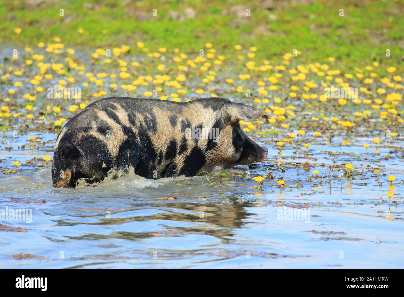 Pig in water hi-res stock photography and images - Alamy