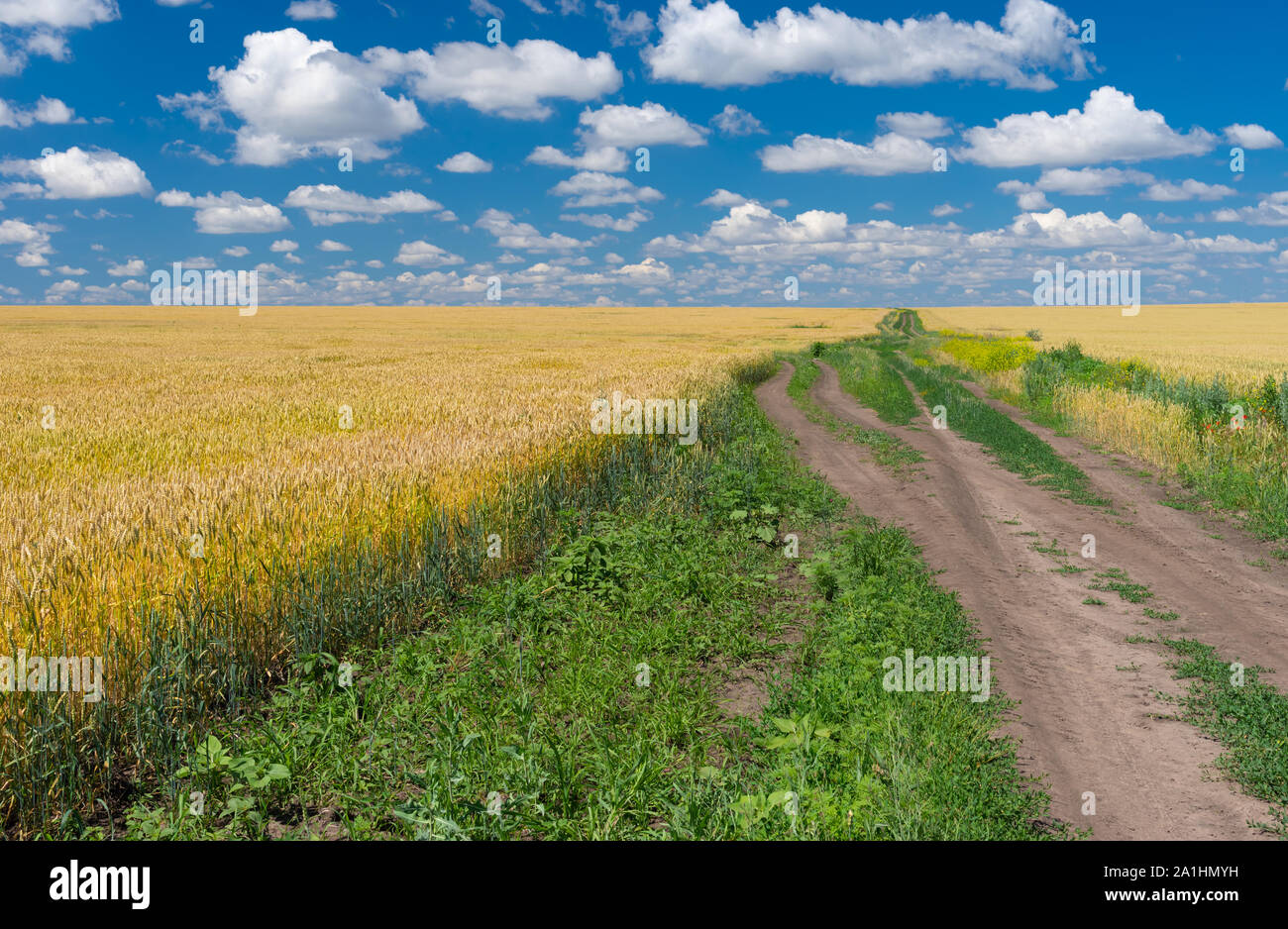 Ukrainian rural landscape with ripe wheat fields and earth road at ...