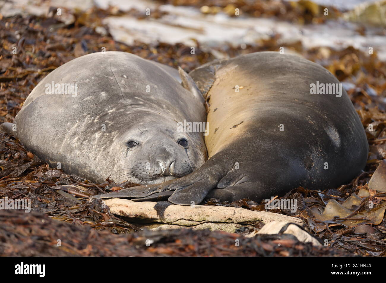 Elephant seal beach master hi-res stock photography and images - Alamy