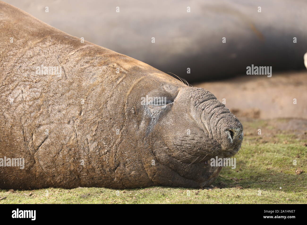 Elephant seal beach master hi-res stock photography and images - Alamy