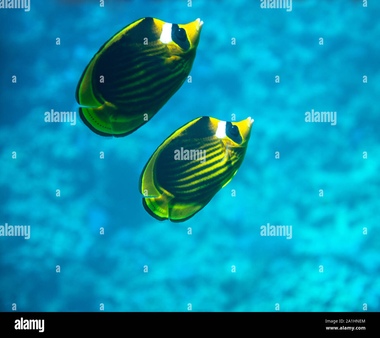 Red sea raccoon butterflyfish hi-res stock photography and images - Alamy