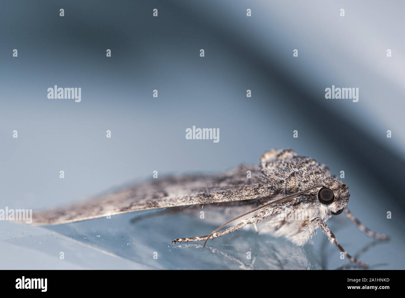 Sponge moth hi-res stock photography and images - Alamy