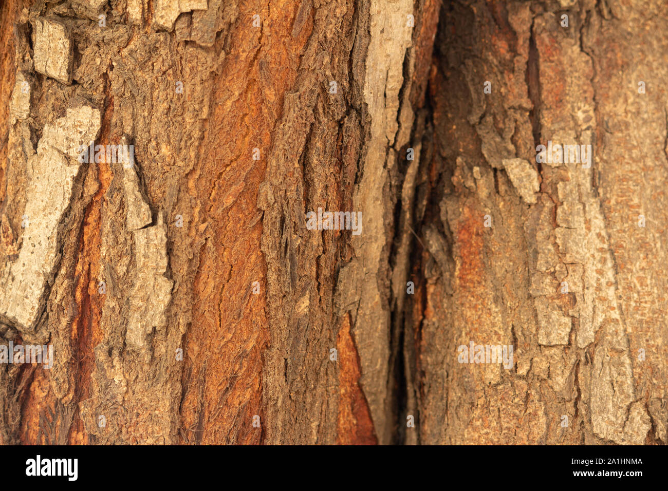 Texture of Tree bark in the forest in natural sunlight Stock Photo - Alamy