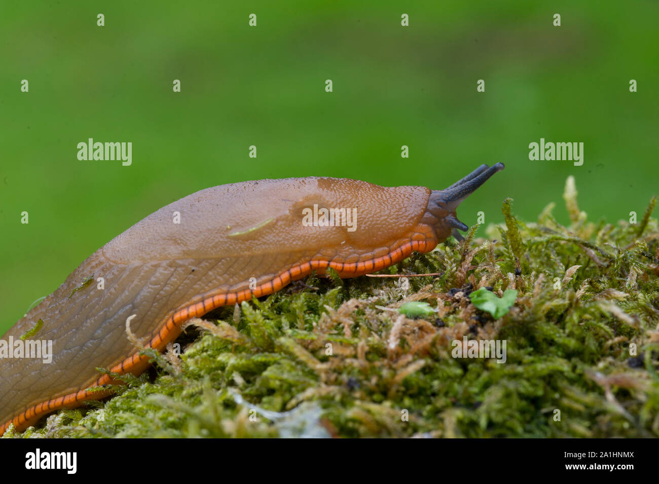 European black slug arion ater hi-res stock photography and images - Alamy