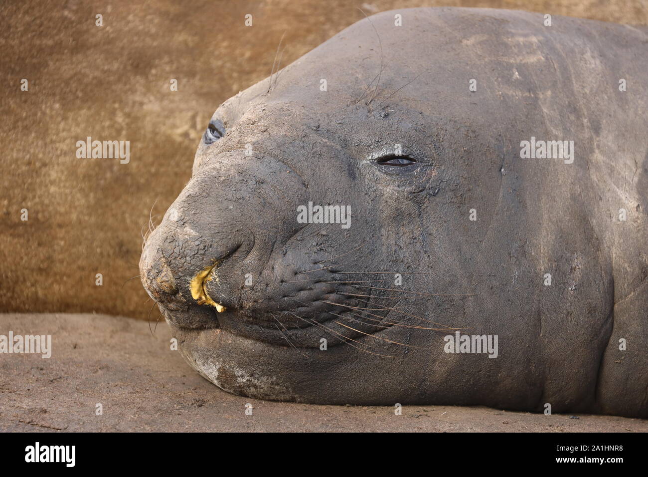 Elephant seal beach master hi-res stock photography and images - Alamy