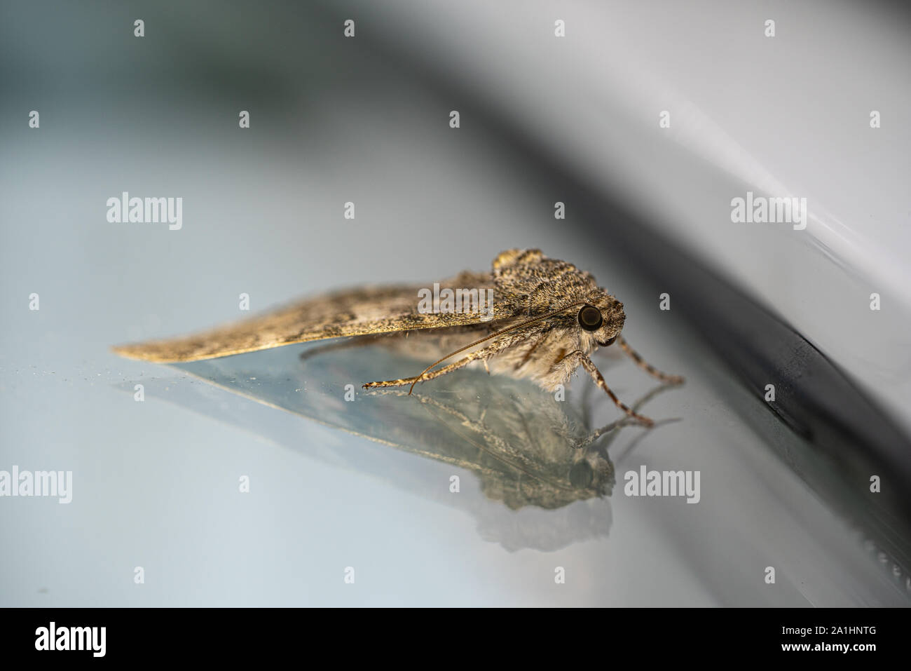 Sponge moth hi-res stock photography and images - Alamy