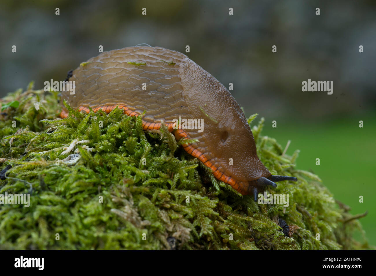 Great Black slug (Arion ater) crawling over moss covered rock ...