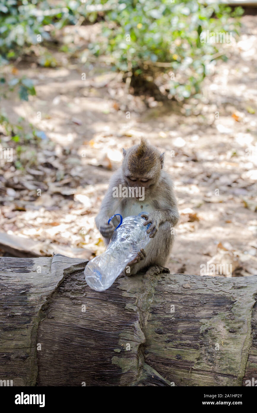 Indonesia plastic pollution animal hi-res stock photography and images ...