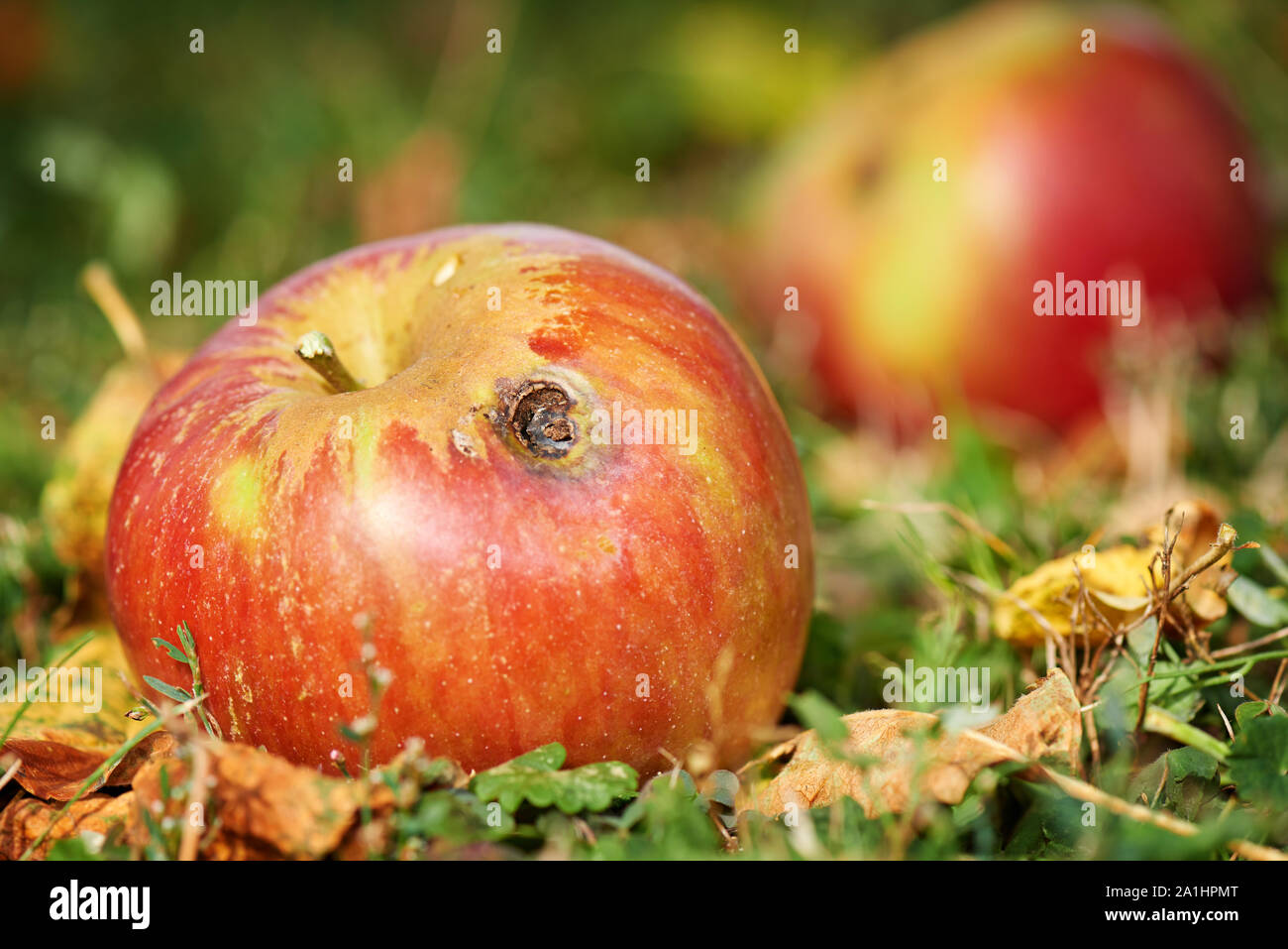 Organic red rotten apples Organic red apples, some are rotten, and some ...