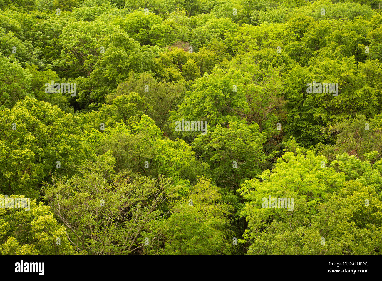 Canopy of beech hi-res stock photography and images - Alamy