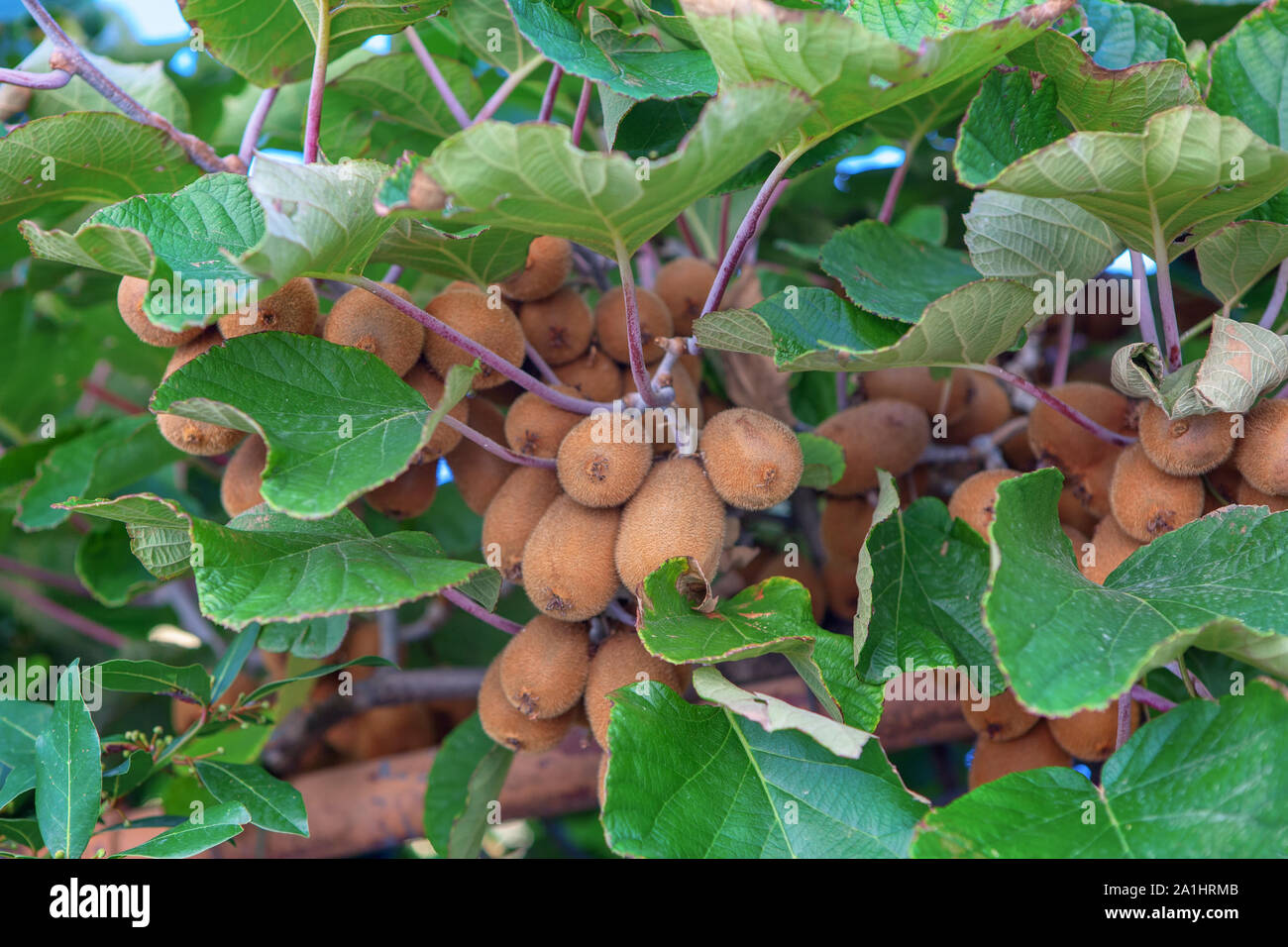 kiwi fruits growing on the tree Stock Photo - Alamy