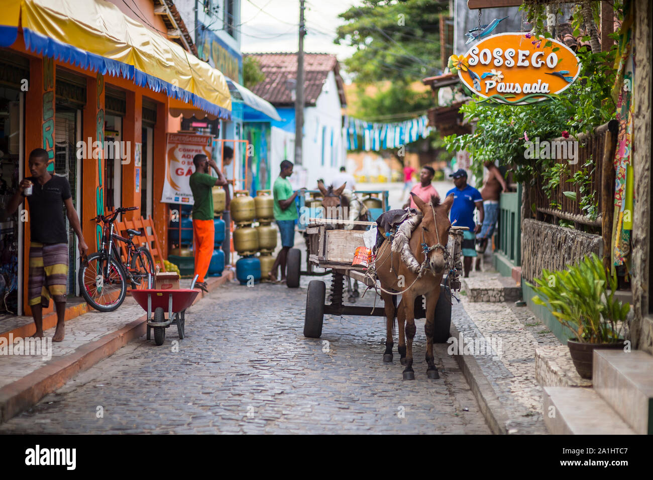 BAHIA, BRAZIL - FEBRUARY 11, 2017: Working mules, which are under ...