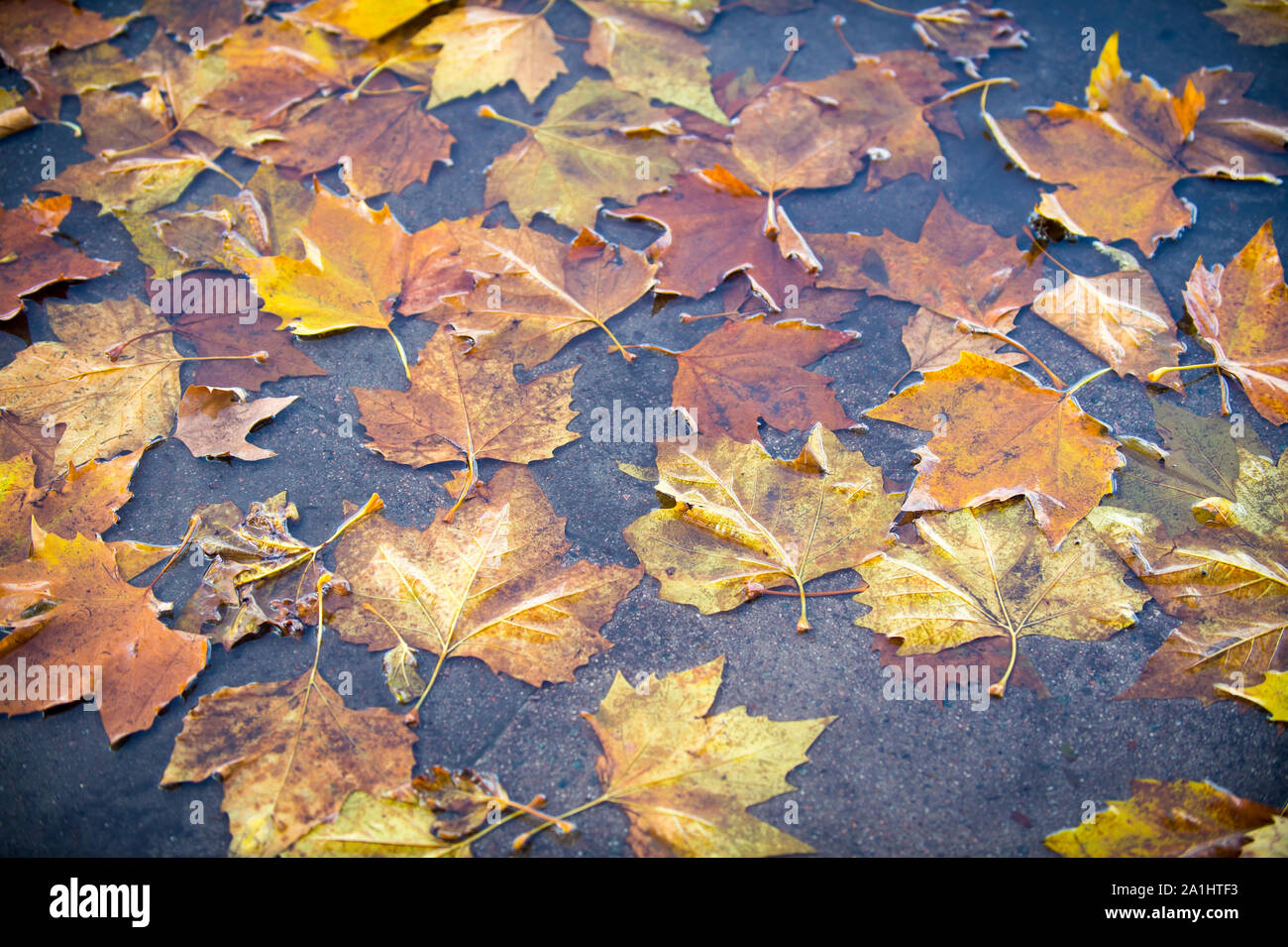 Wet weather background of fallen autumn leaves floating in a shallow ...