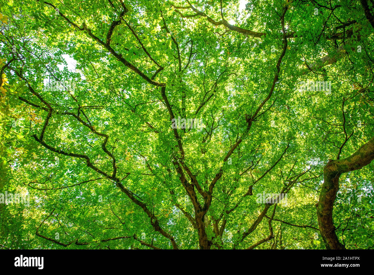 nature background of tree tops shot from below in beauful green english ...