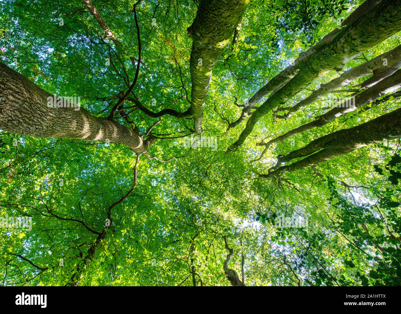 tree tops shot from below beauful green nature background , copy space ...