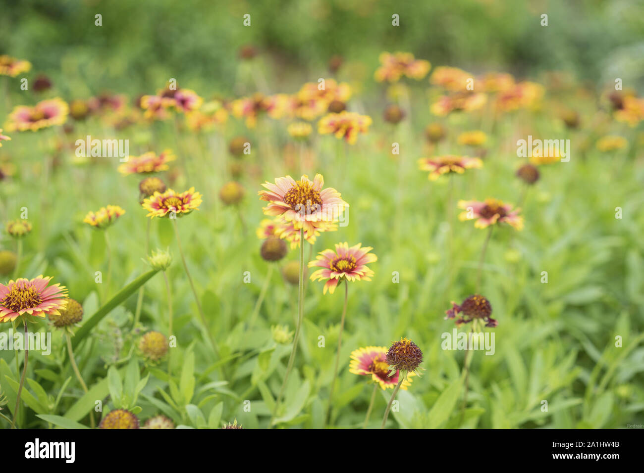 Filed of daisy hi-res stock photography and images - Alamy