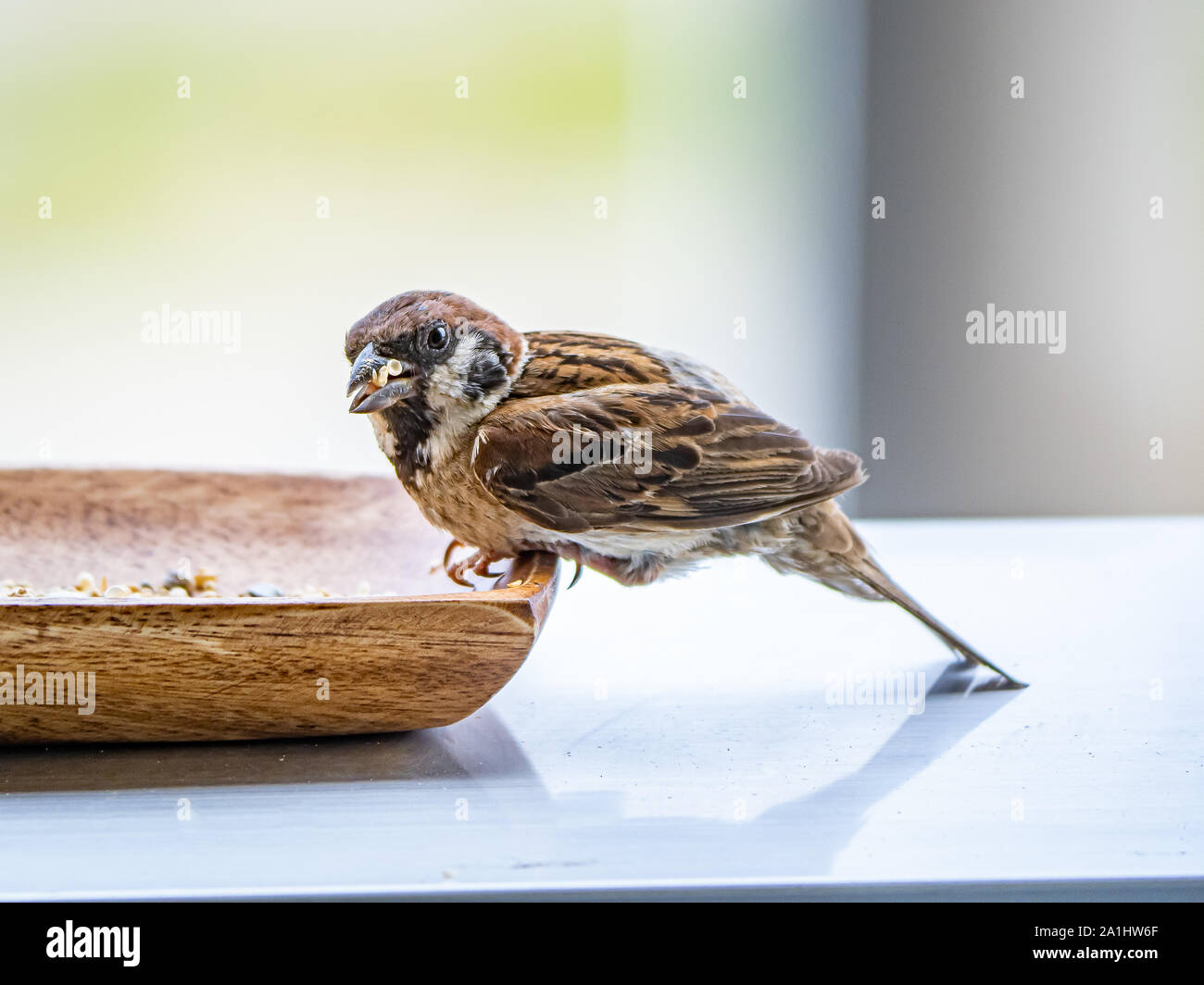 A Eurasian tree sparrow, passer montanus, feeds from a small wooden ...