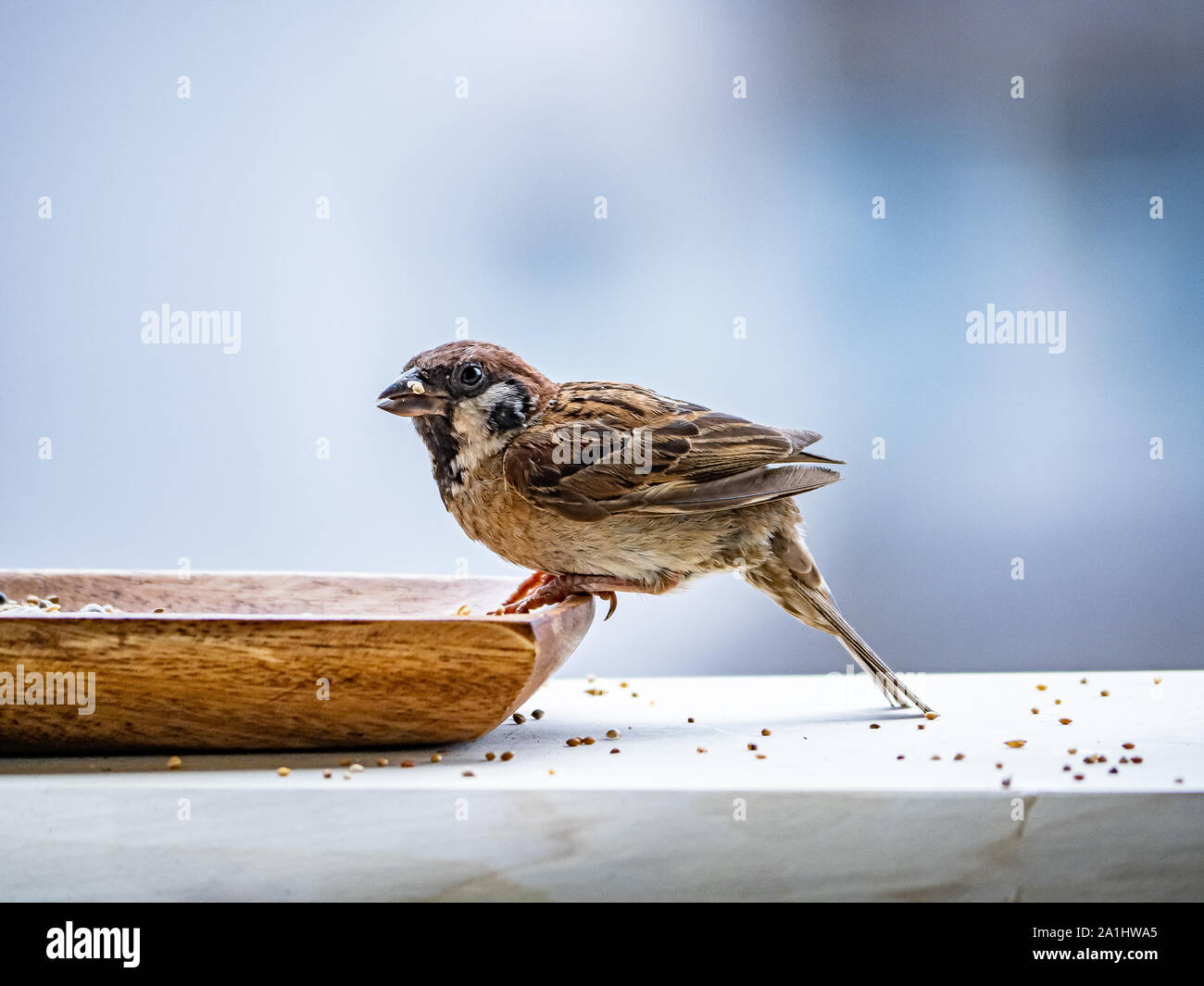 A Eurasian tree sparrow, passer montanus, feeds from a small wooden ...