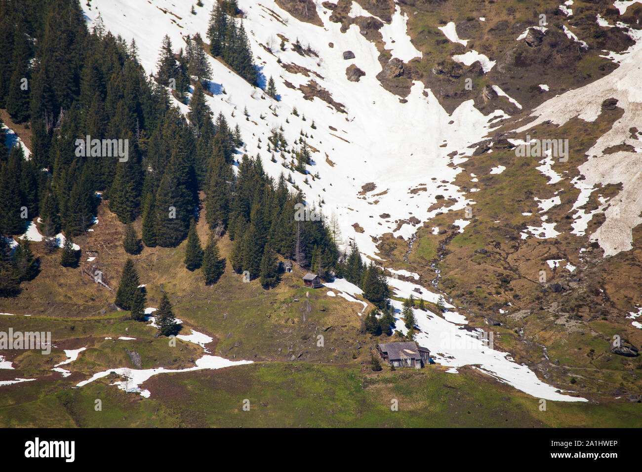 Spring snow and trees on the slope. Grossglockner Pass in Austria ...