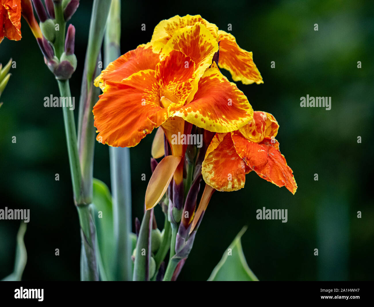 Commelinids hi-res stock photography and images - Alamy