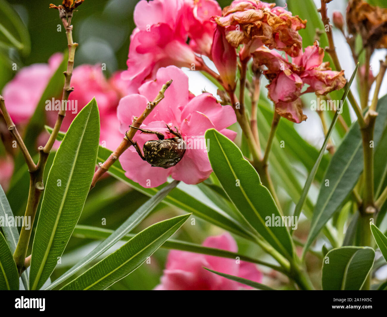 An oriental flower beetle, protaetia orientalis, feeds from pink ...