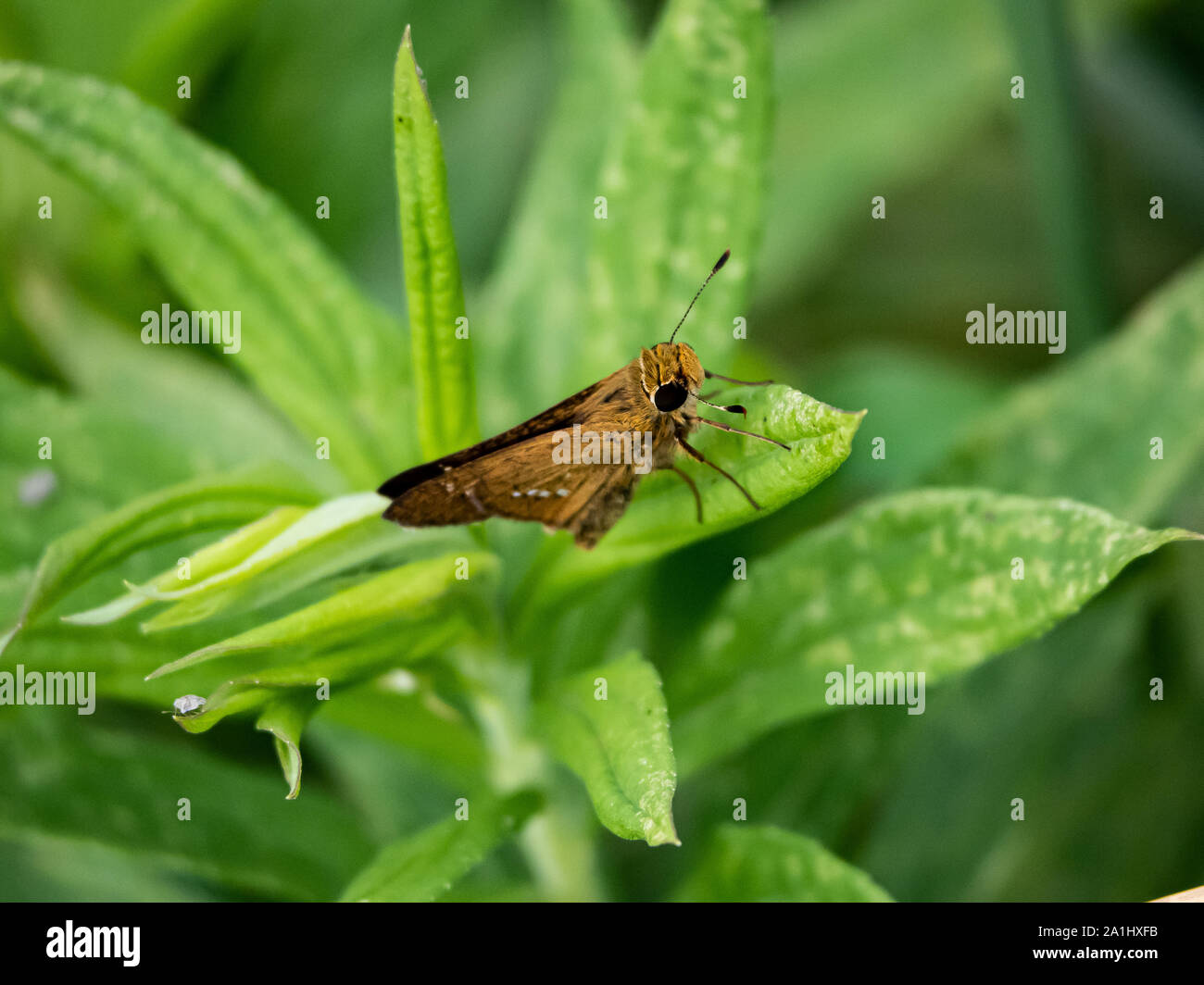 A common straight swift butterfly, a type of grass skipper species ...
