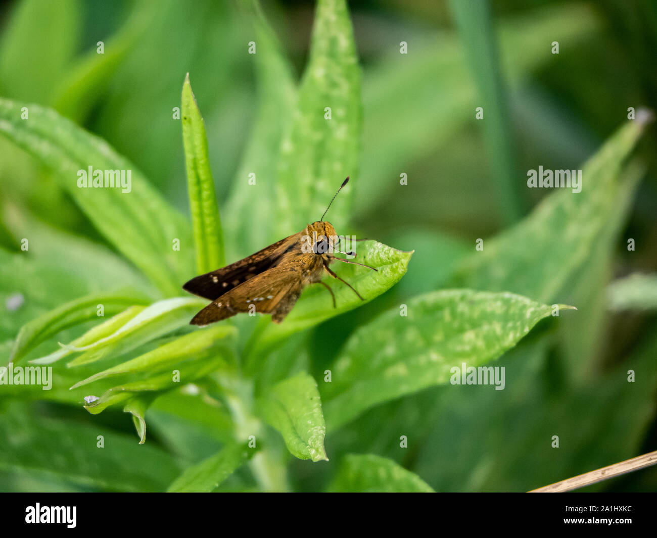 A common straight swift butterfly, Parnara guttata, rests on a leaf ...