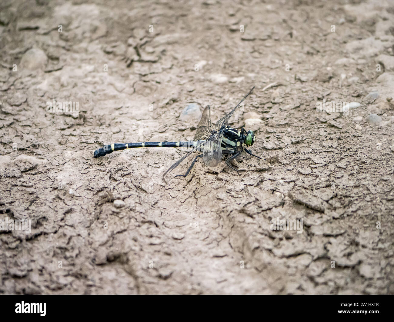 A Japanese jumbo dragonfly, also known as golden-ringed dragonfly ...