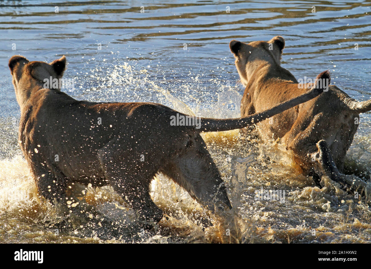 Two young lions running through the shallow water of a pond in a South ...